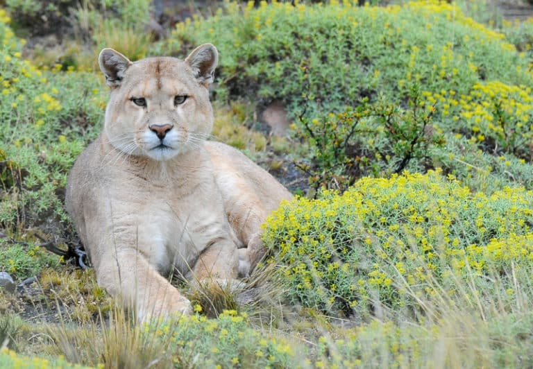 El Puma chileno y la vida silvestre de nuestra Patagonia – Gin Gabri